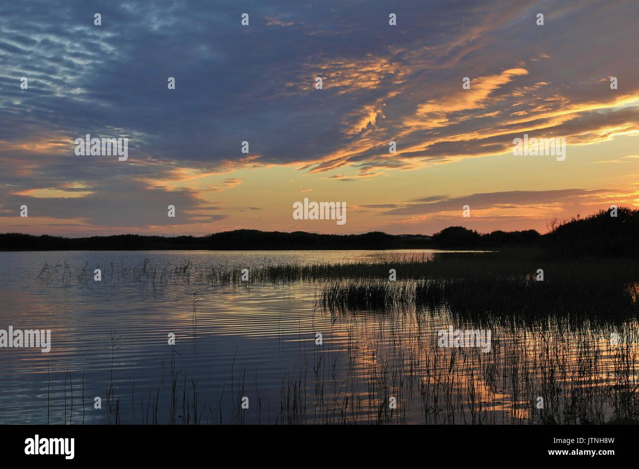 Summer scene at the west coast of Denmark Stock Photo - Alamy