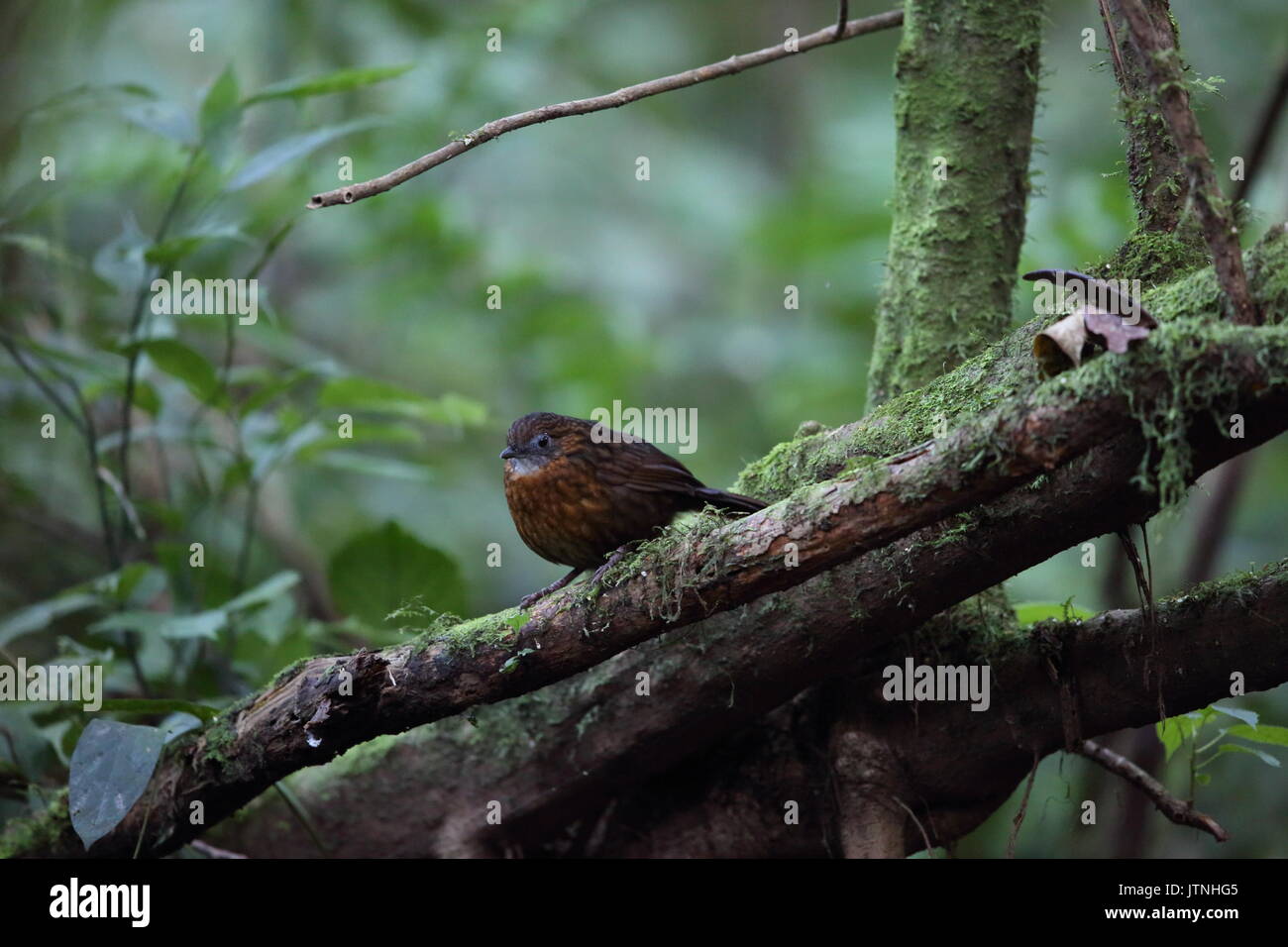 Rusty-breasted Wren-Babbler (Napothera rufipectus) in Mt.Kerinci ...