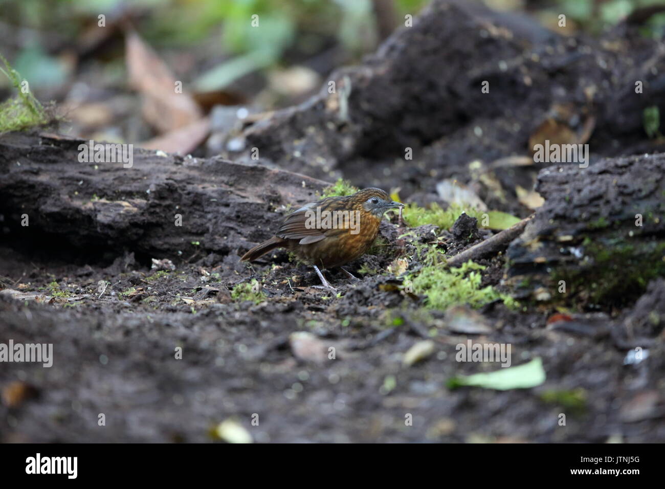 Rusty-breasted Wren-Babbler (Napothera rufipectus) in Mt.Kerinci ...