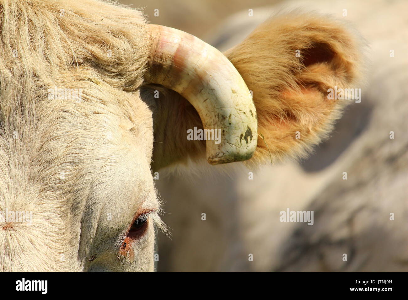 Portrait in half head with cut horn and visible eye of a cow of breed ...
