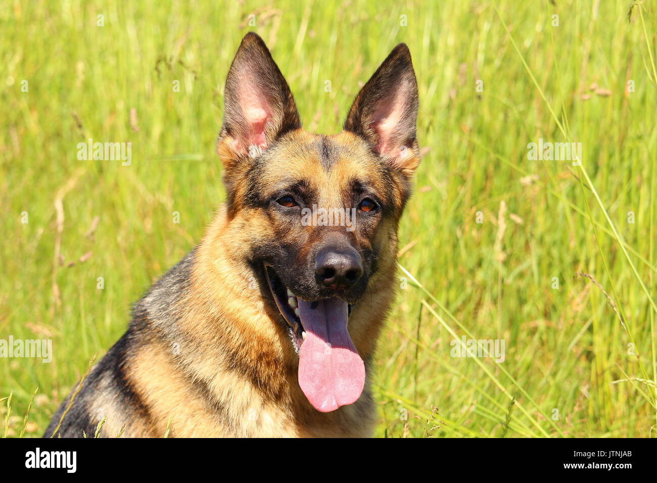 German shepherd head shot hi-res stock photography and images - Alamy