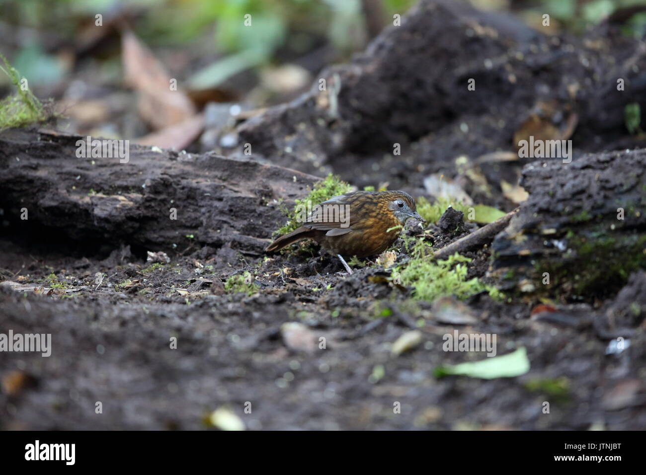 Rusty-breasted Wren-Babbler (Napothera rufipectus) in Mt.Kerinci ...