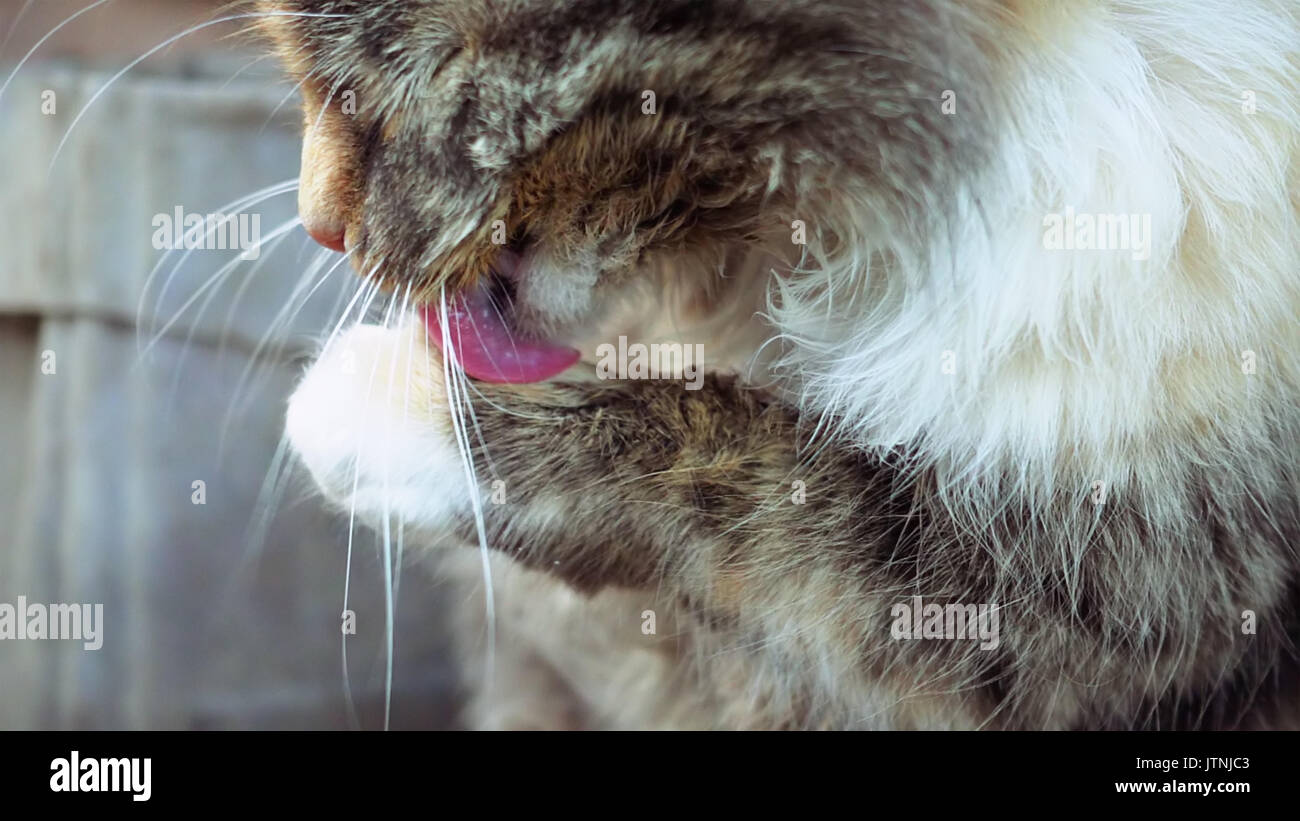 Cute little animal cat hi-res stock photography and images - Alamy