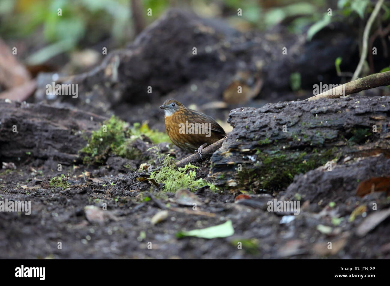 Rusty-breasted Wren-Babbler (Napothera rufipectus) in Mt.Kerinci ...
