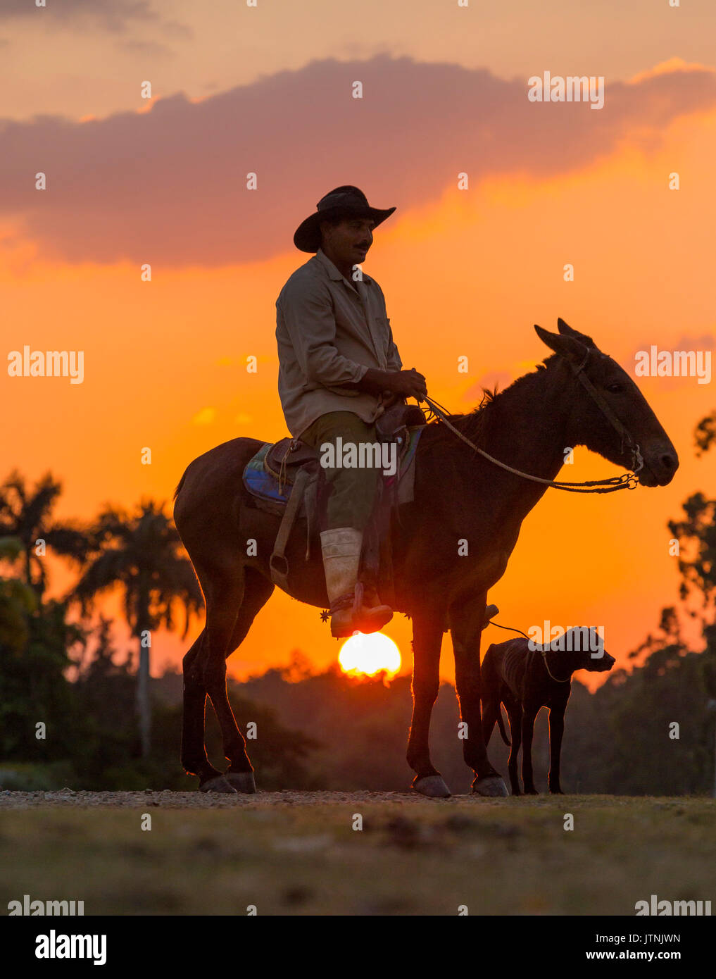 Campesino sitting on horse with dog at sunset Stock Photo - Alamy