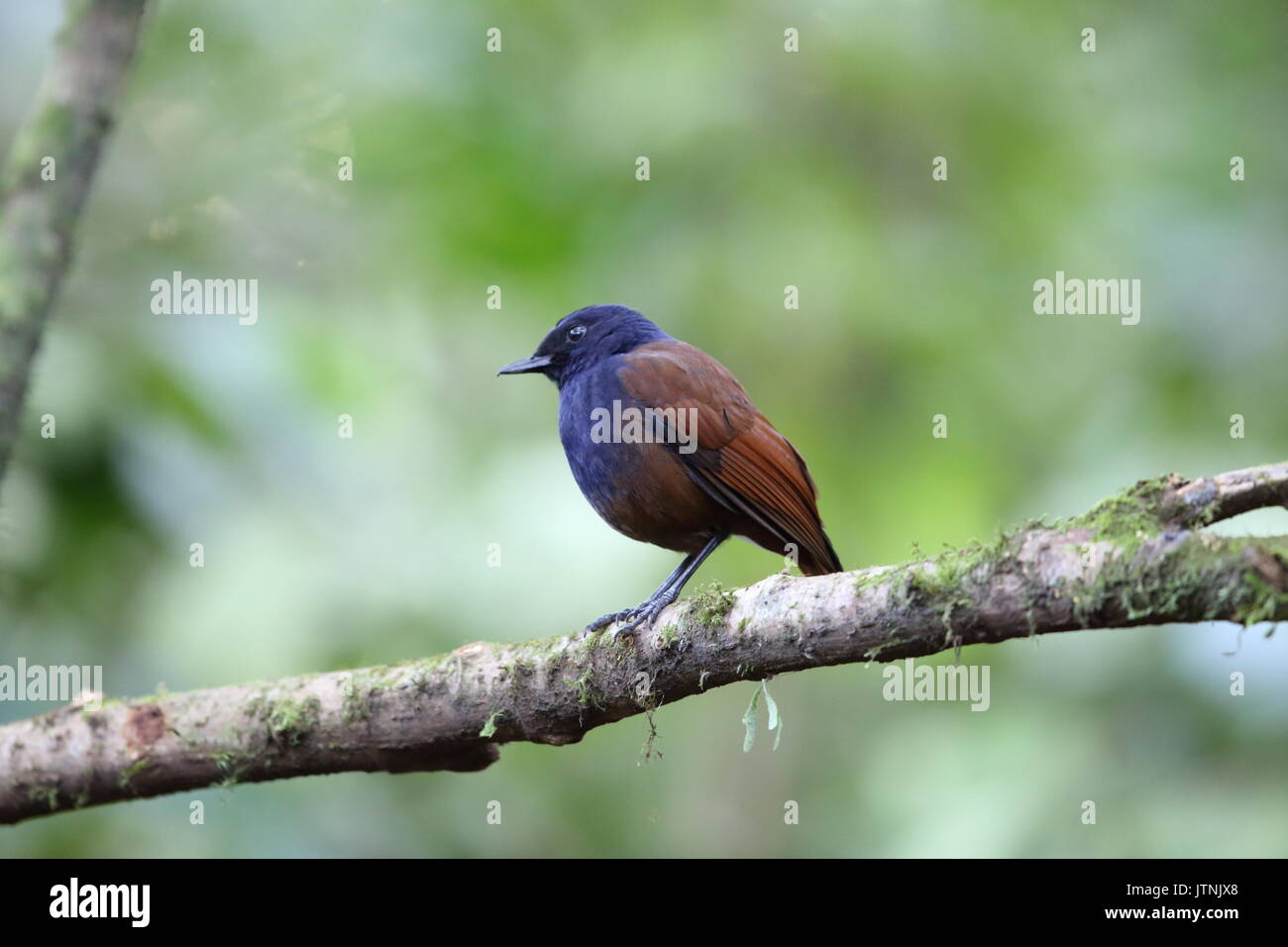 Myophonus castaneus hi-res stock photography and images - Alamy