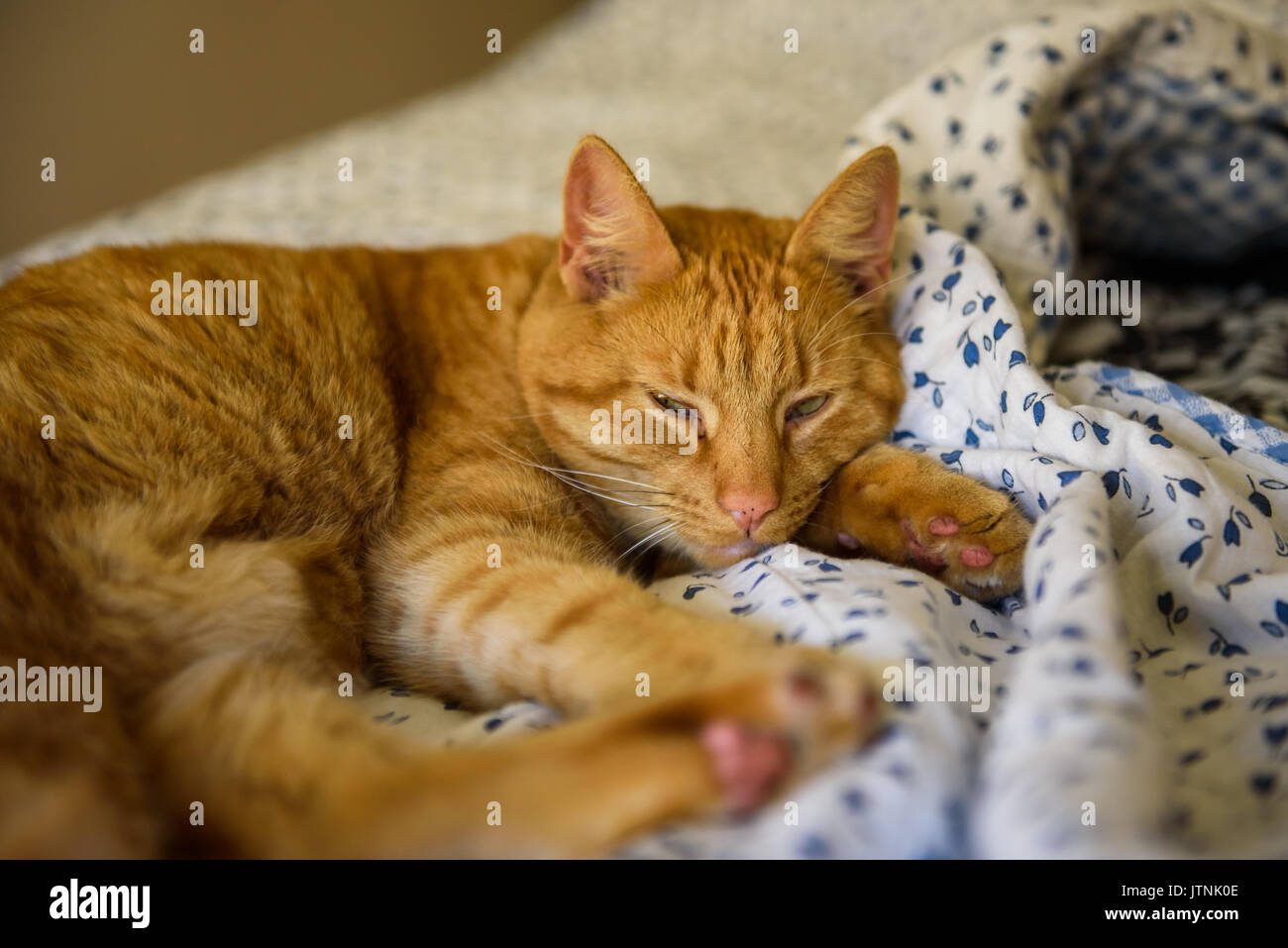 Ginger cat sleeping in bed hi-res stock photography and images - Alamy