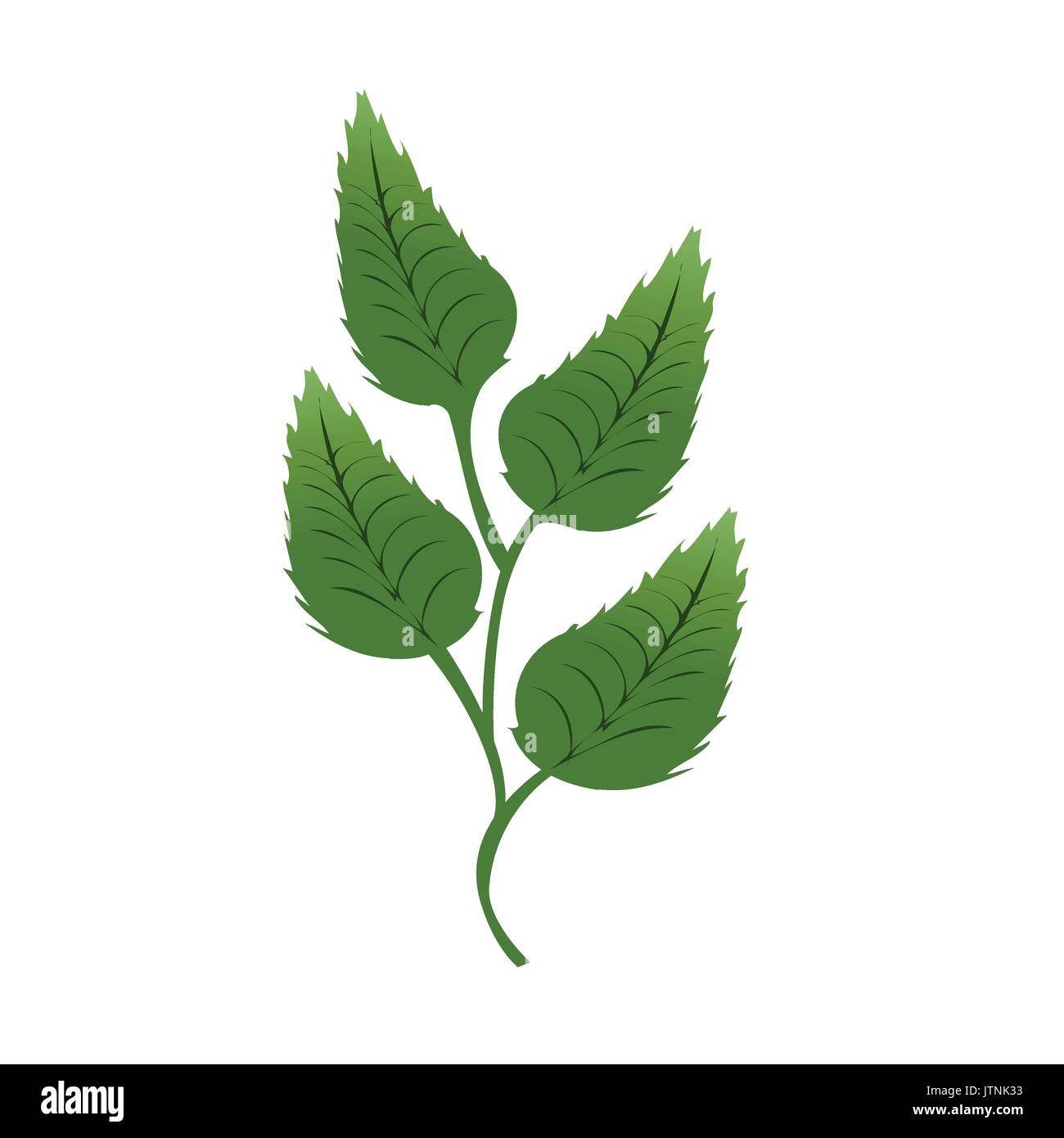 connected green leaves in one branch, illustration design, isolated on ...