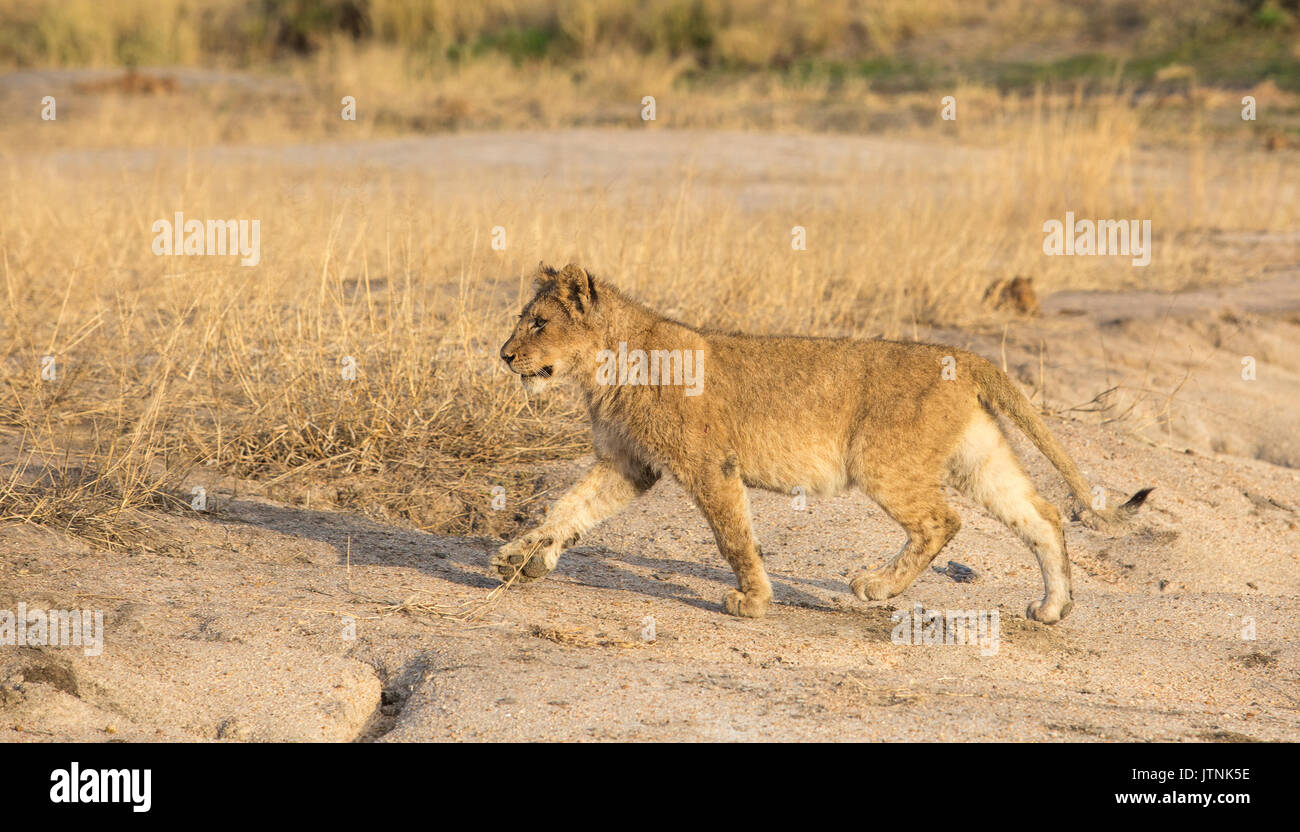 Young lion running hi-res stock photography and images - Alamy