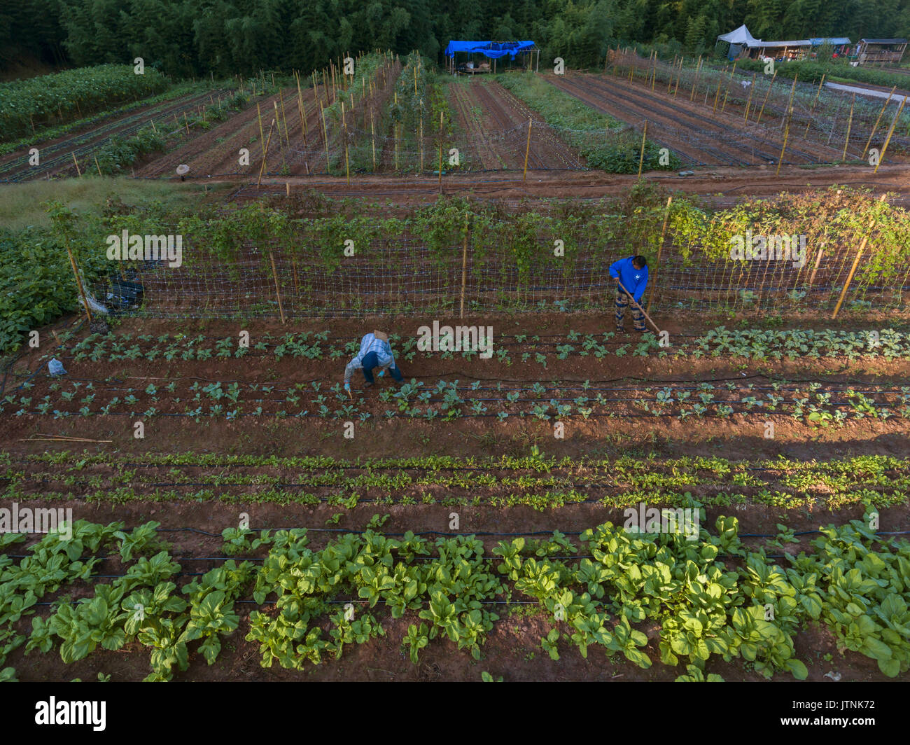 Global Growers Farm in Stone Mountain, GA. There are refugees from ...