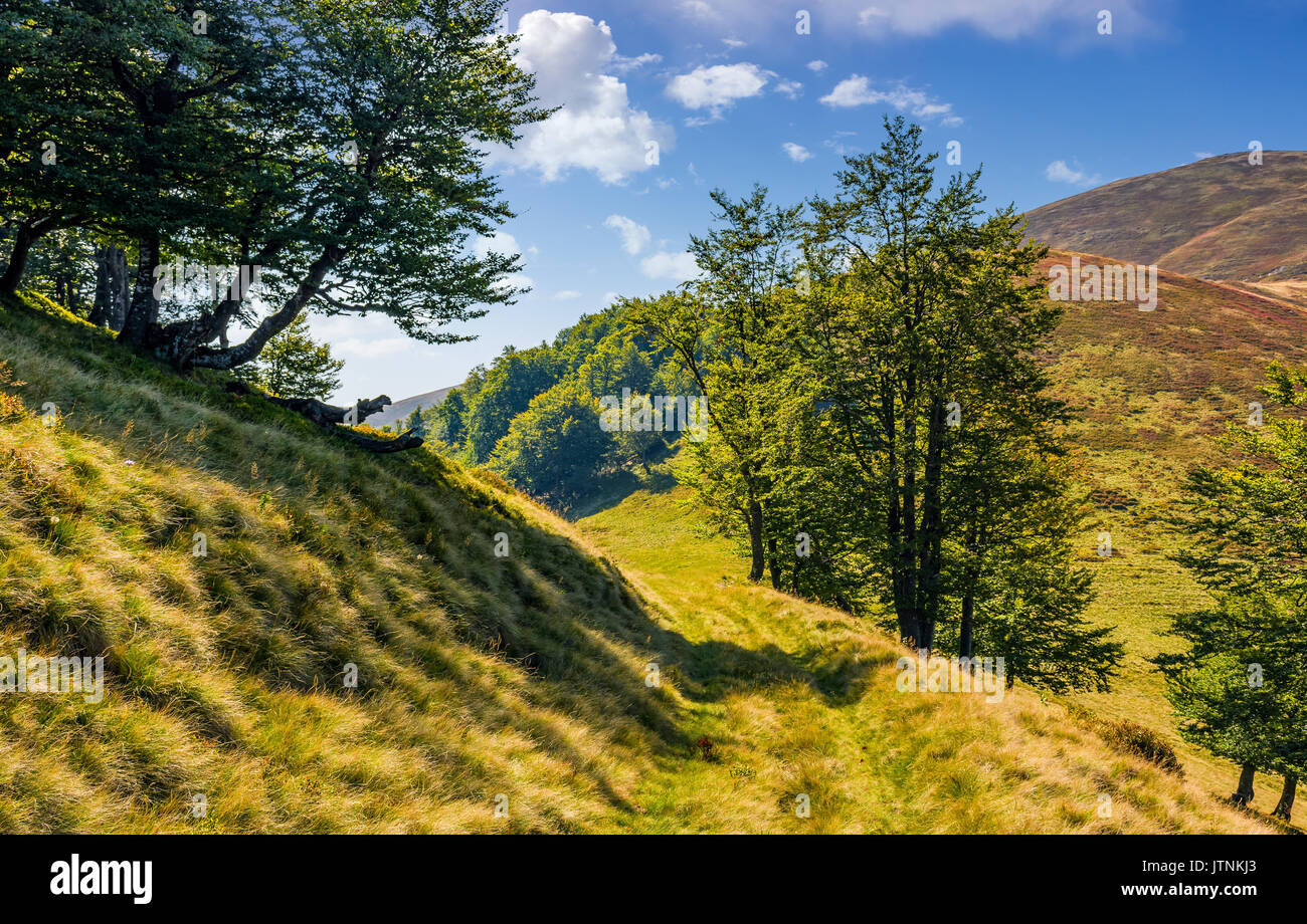 Forest on a mountain slope hi-res stock photography and images - Alamy
