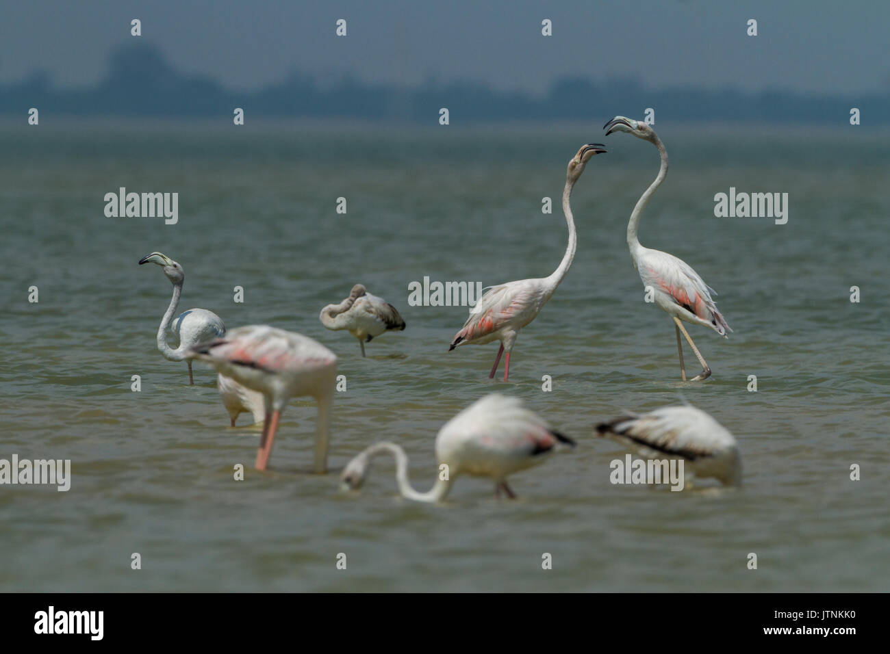 The greater flamingo (Phoenicopterus roseus) birds flock feeding and ...