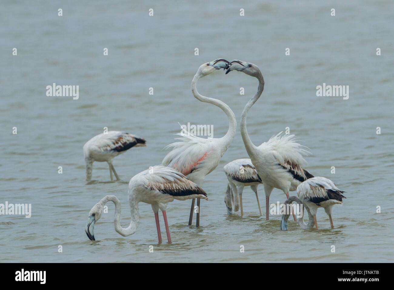 The greater flamingo (Phoenicopterus roseus) birds flock feeding and ...