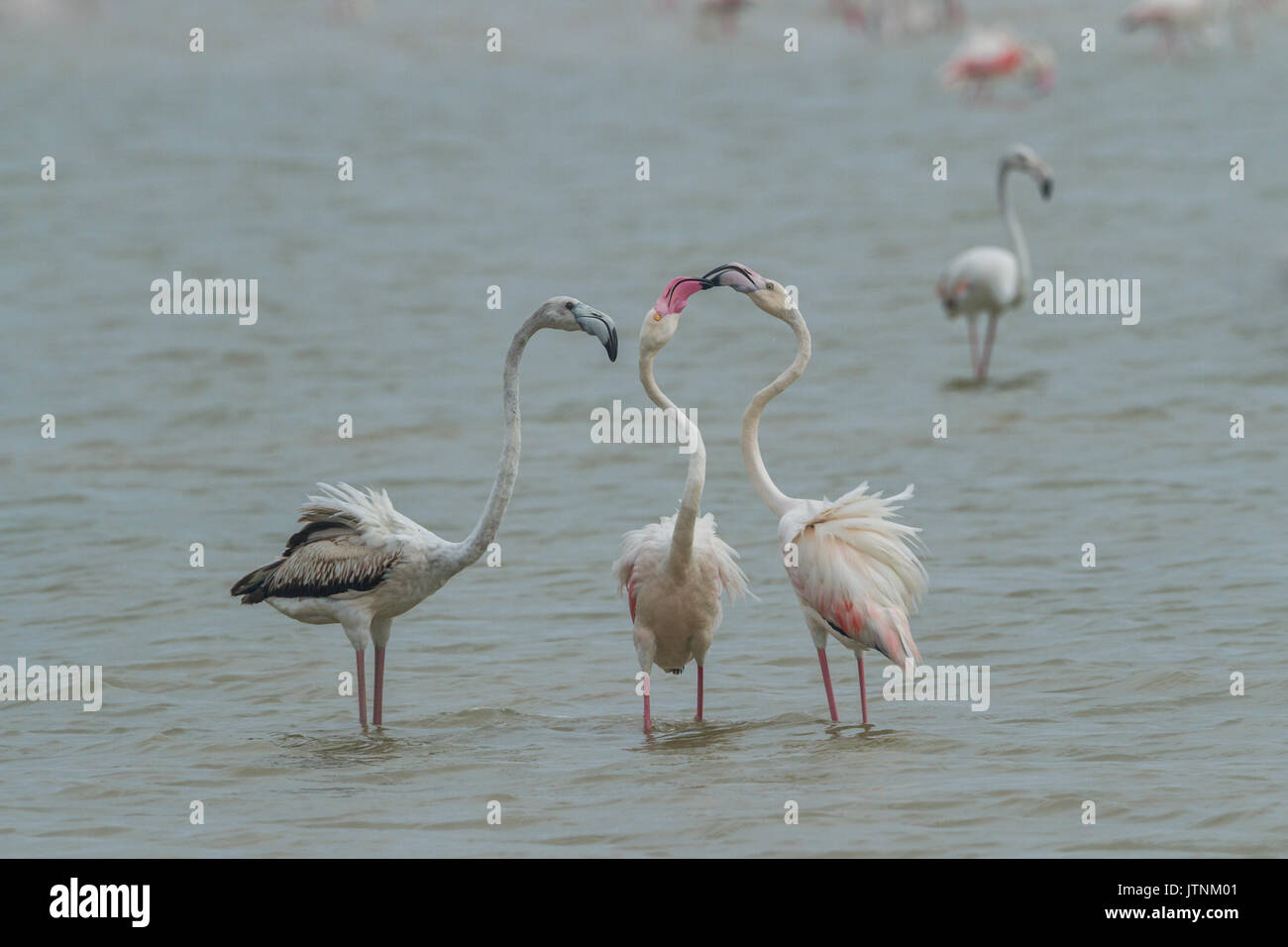 The greater flamingo (Phoenicopterus roseus) birds flock feeding and ...