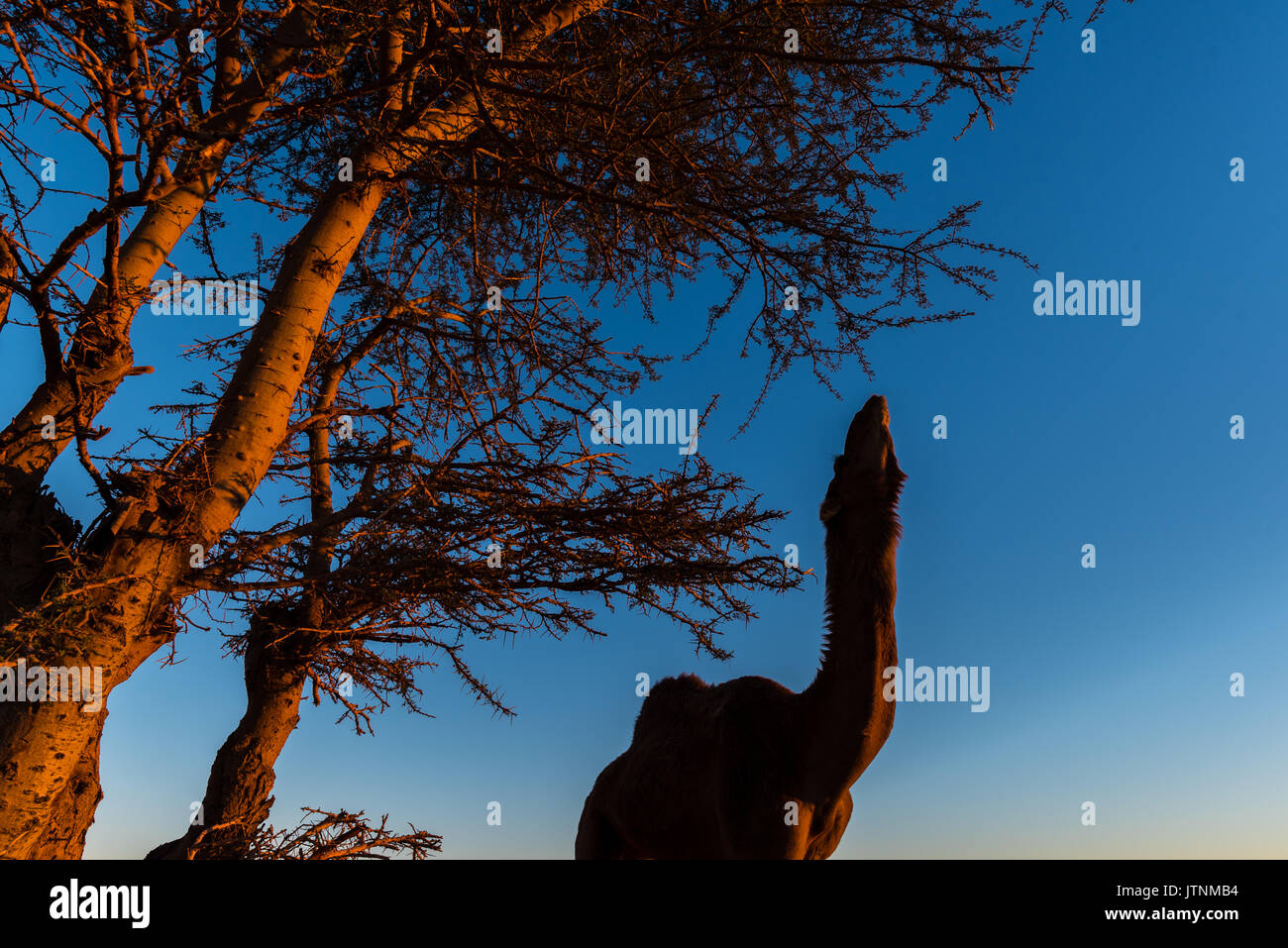 Camels palm trees in hi-res stock photography and images - Alamy