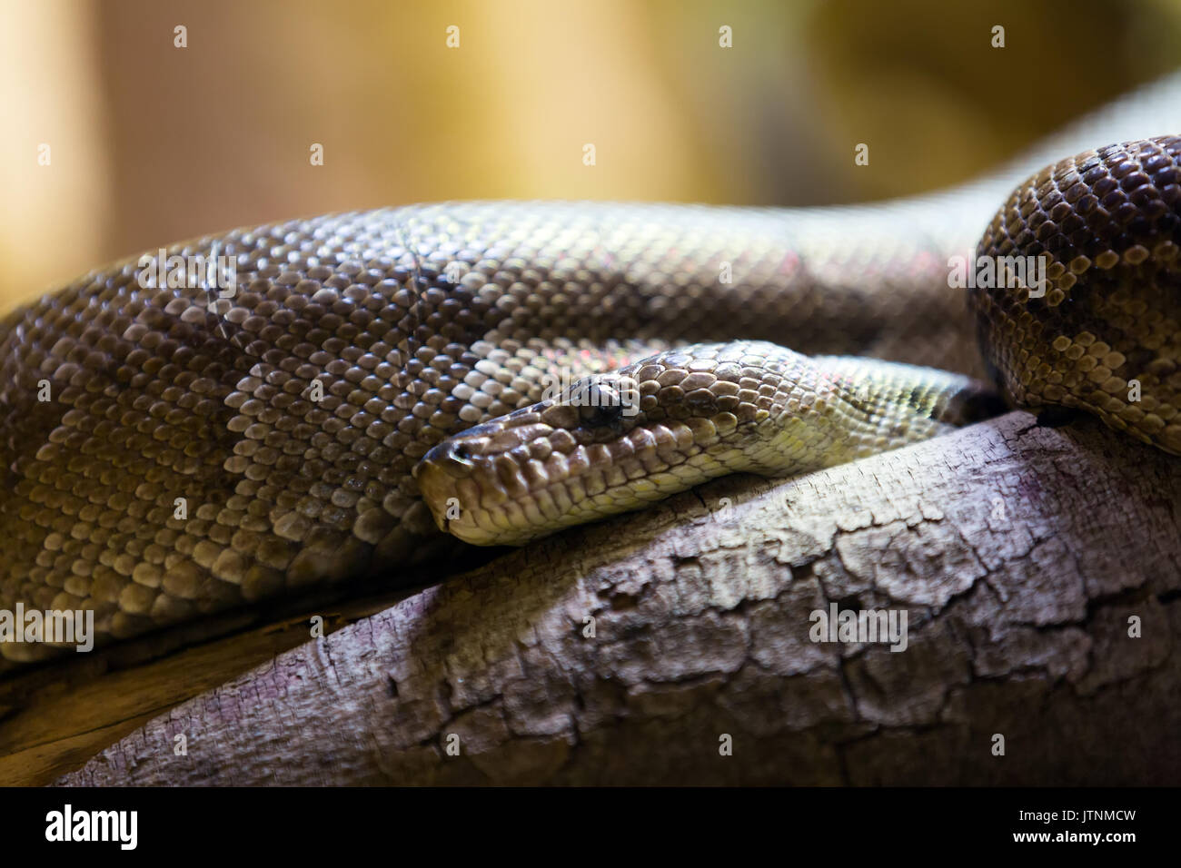 Cuban boa (chilabothrus angulifer) hi-res stock photography and images ...