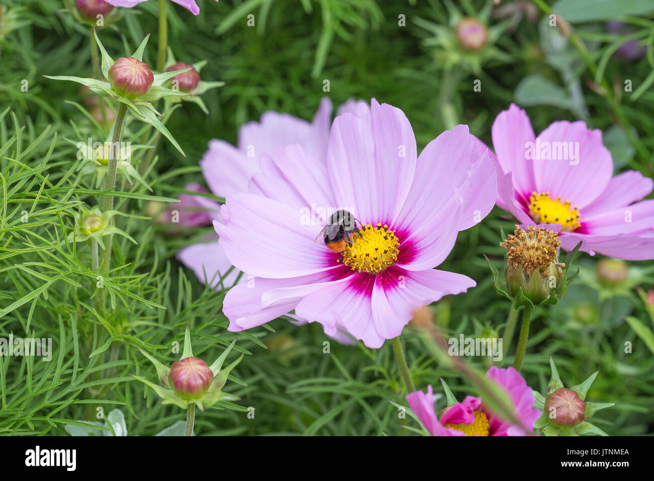 Micro cosmos hi-res stock photography and images - Alamy