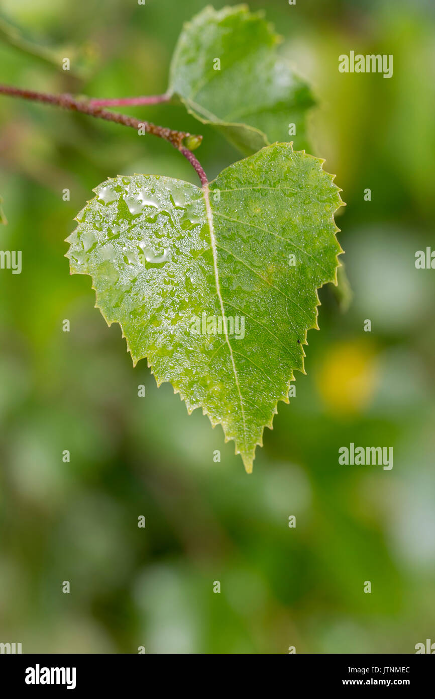 Wet Birch Tree Leaf close up Stock Photo - Alamy