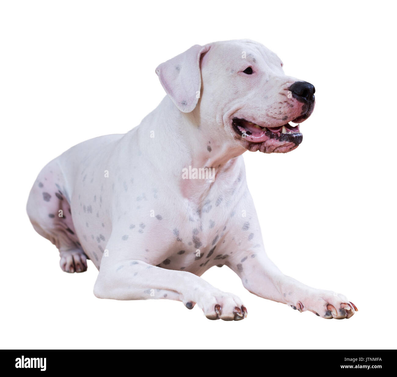 Lying dogo Argentino. Isolated over white background Stock Photo - Alamy