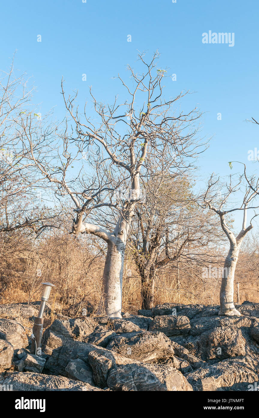 Moringa trees hi-res stock photography and images - Alamy