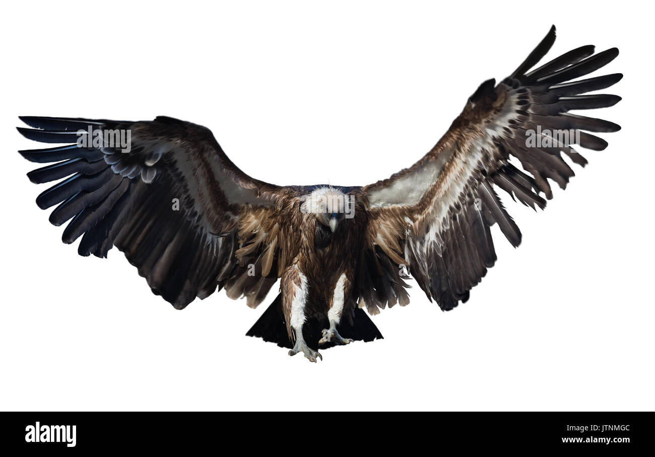 Vulture flying griffon Cut Out Stock Images & Pictures - Alamy