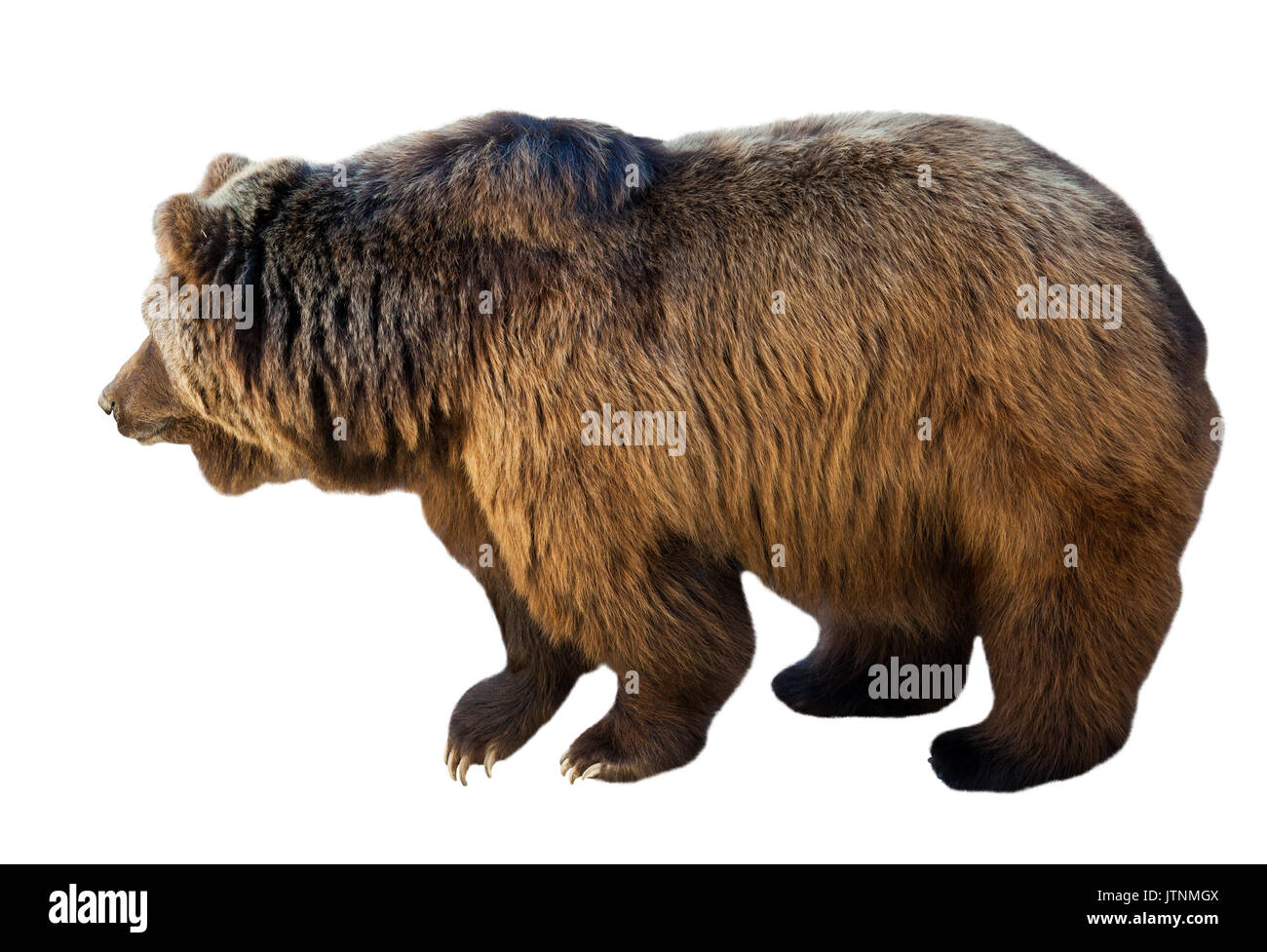 Brown bear side view Cut Out Stock Images & Pictures - Alamy