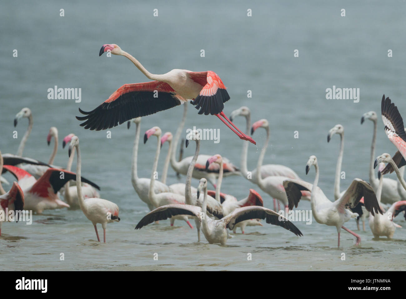 The greater flamingo (Phoenicopterus roseus) birds flock feeding and ...