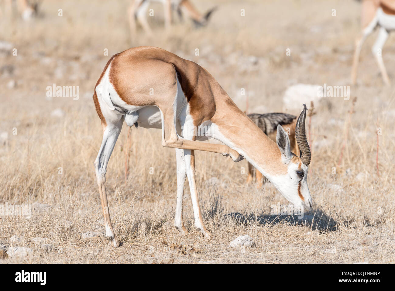 A springbok ram, Antidorcas marsupialis, scratching in Northern Namibia ...
