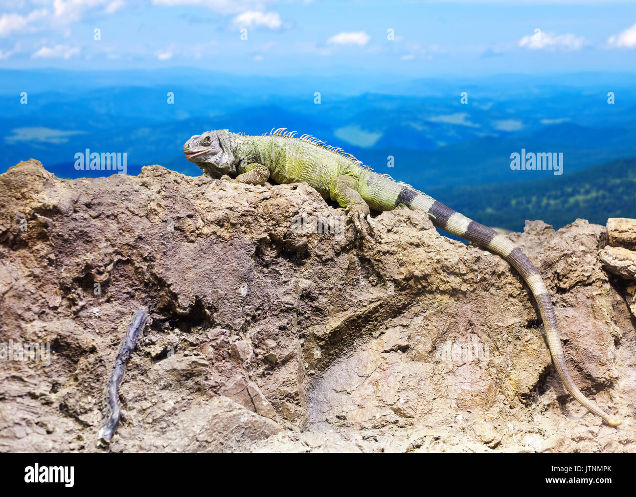 Green lizard at wildness area against mountain landscape Stock Photo ...