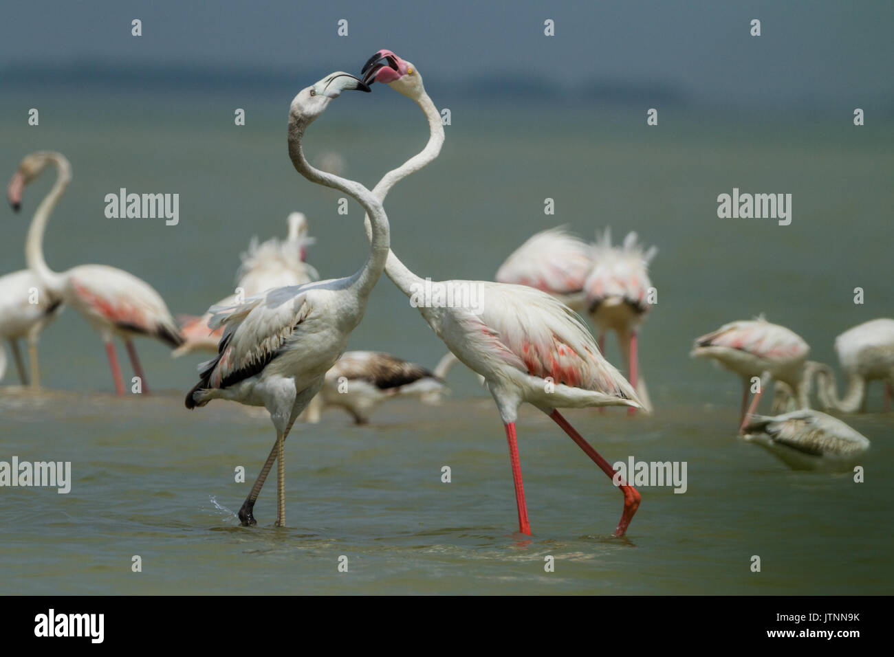The greater flamingo (Phoenicopterus roseus) birds flock feeding and ...