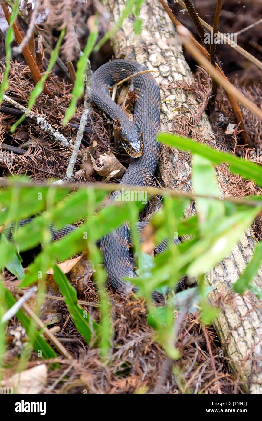 Florida banded water snake, Audubon Corkscrew Swamp Sanctuary, Florida ...