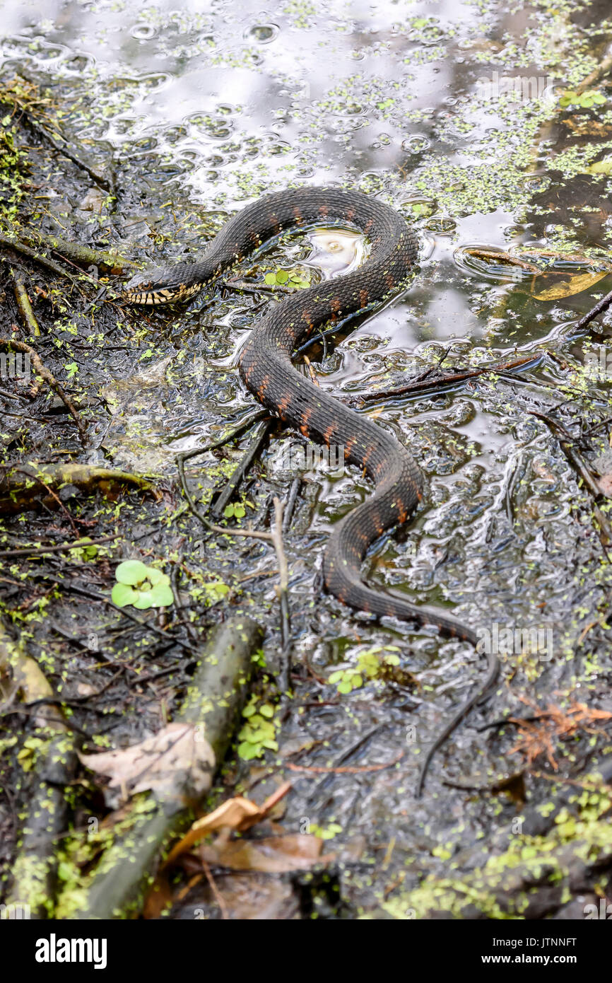 Banded water snake hi-res stock photography and images - Alamy