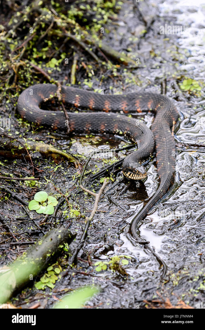 Florida banded water snake, Audubon Corkscrew Swamp Sanctuary, Florida ...