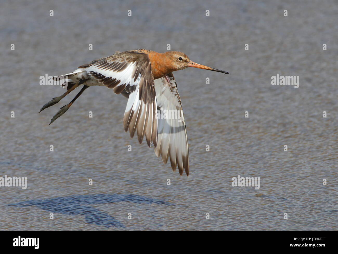 Black tailed godwit at titchwell marsh rspb hi-res stock photography ...
