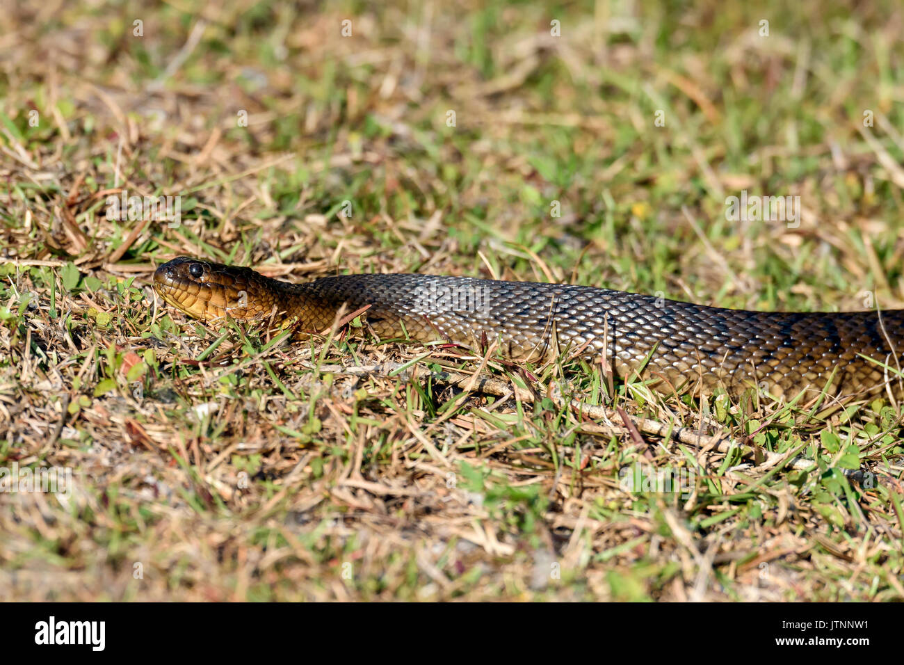 Florida banded water snake, Shark Valley, Everglades National Park ...