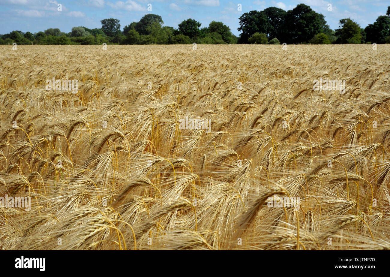 Agricultural landscape of a barley field as the crop ripens ready for ...