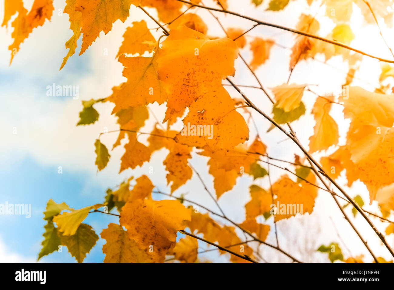 Autumn leaves with sunshine background Stock Photo - Alamy