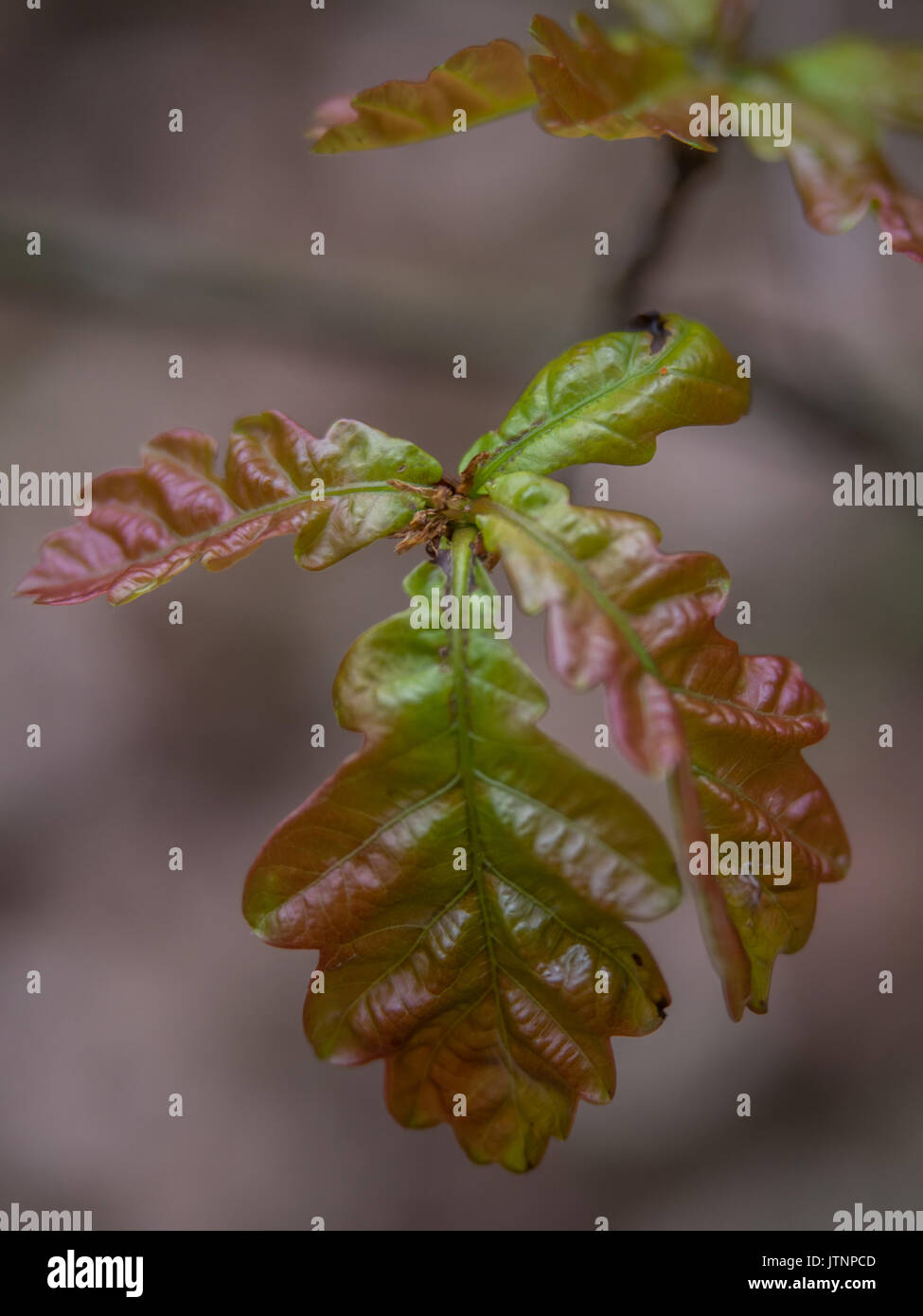 A beautiful young oak leaf bursting forth in spring Stock Photo - Alamy