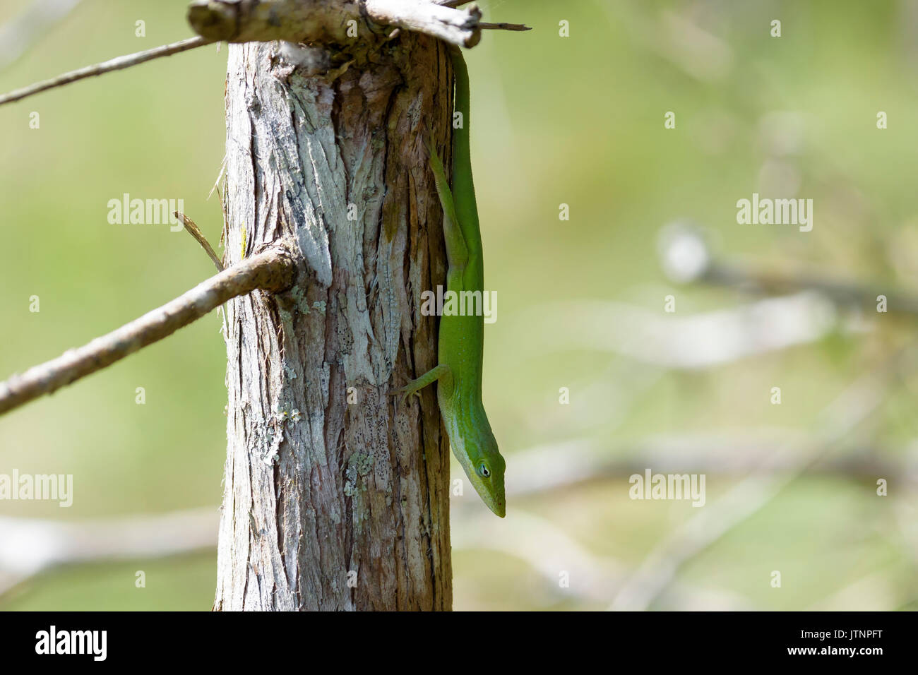 American green anole hi-res stock photography and images - Alamy