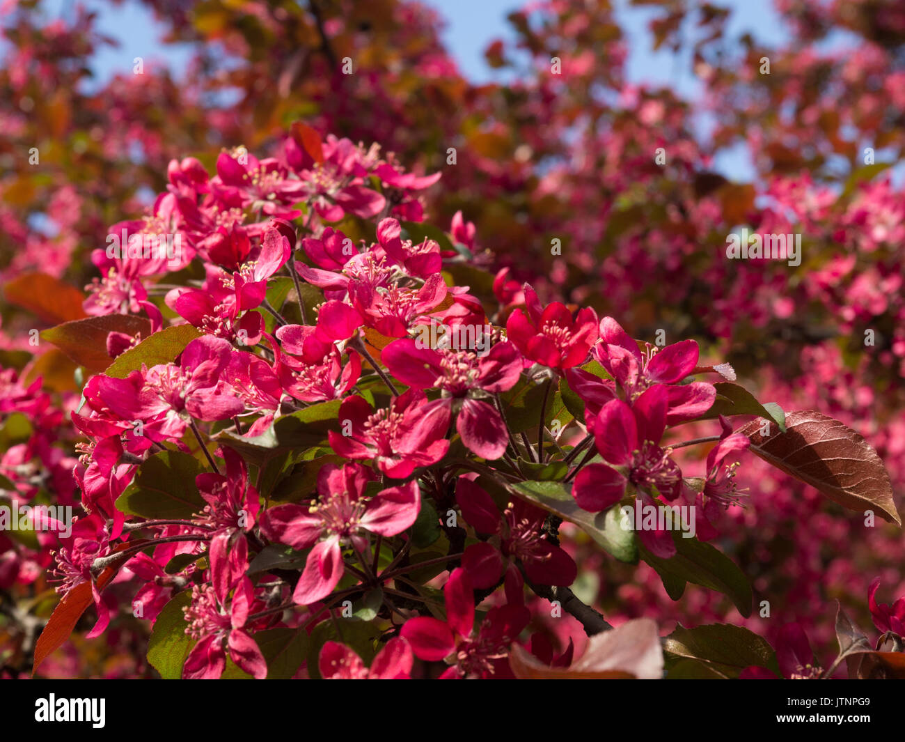Blooming crabapple tree in the park in the spring in Poland Stock Photo ...