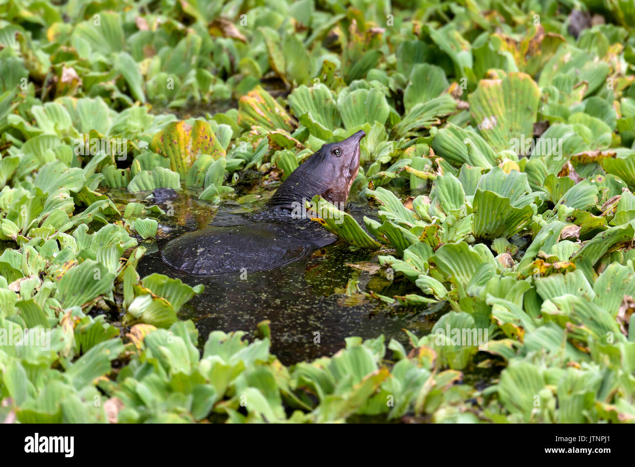 Florida softshell turtle (Apalone ferox), Corkscrew Swamp Sanctuary ...