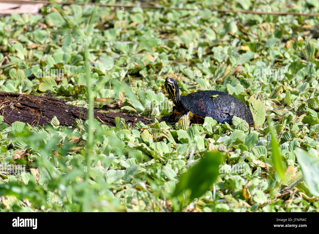 Pseudemys nelsoni hi-res stock photography and images - Alamy