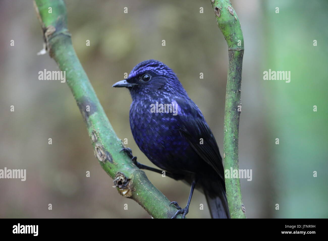 Shiny whistling thrush (Myophonus melanurus) in Mt.Kerinci, Sumatra ...