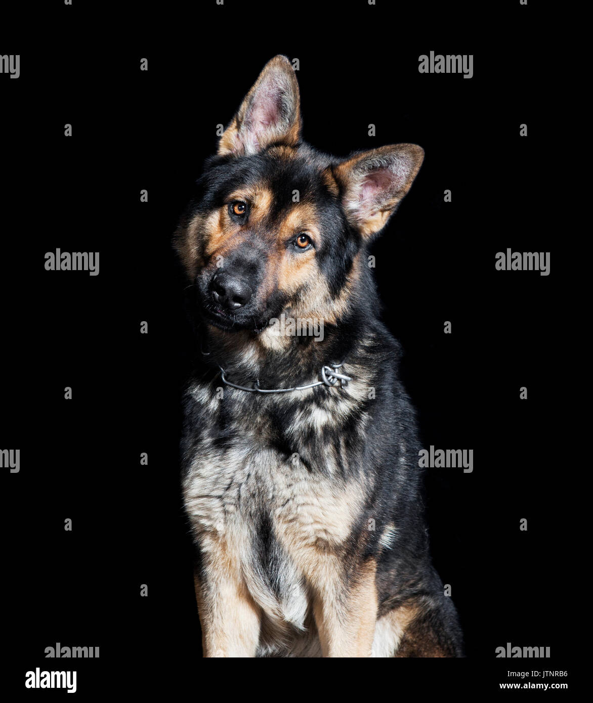 Belgian german shepherd hi-res stock photography and images - Alamy