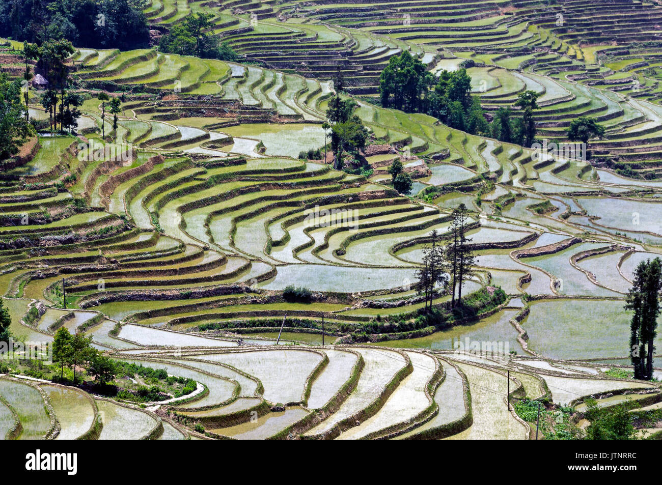 Yuanyang Rice Terraces, Yunnan - China Stock Photo - Alamy