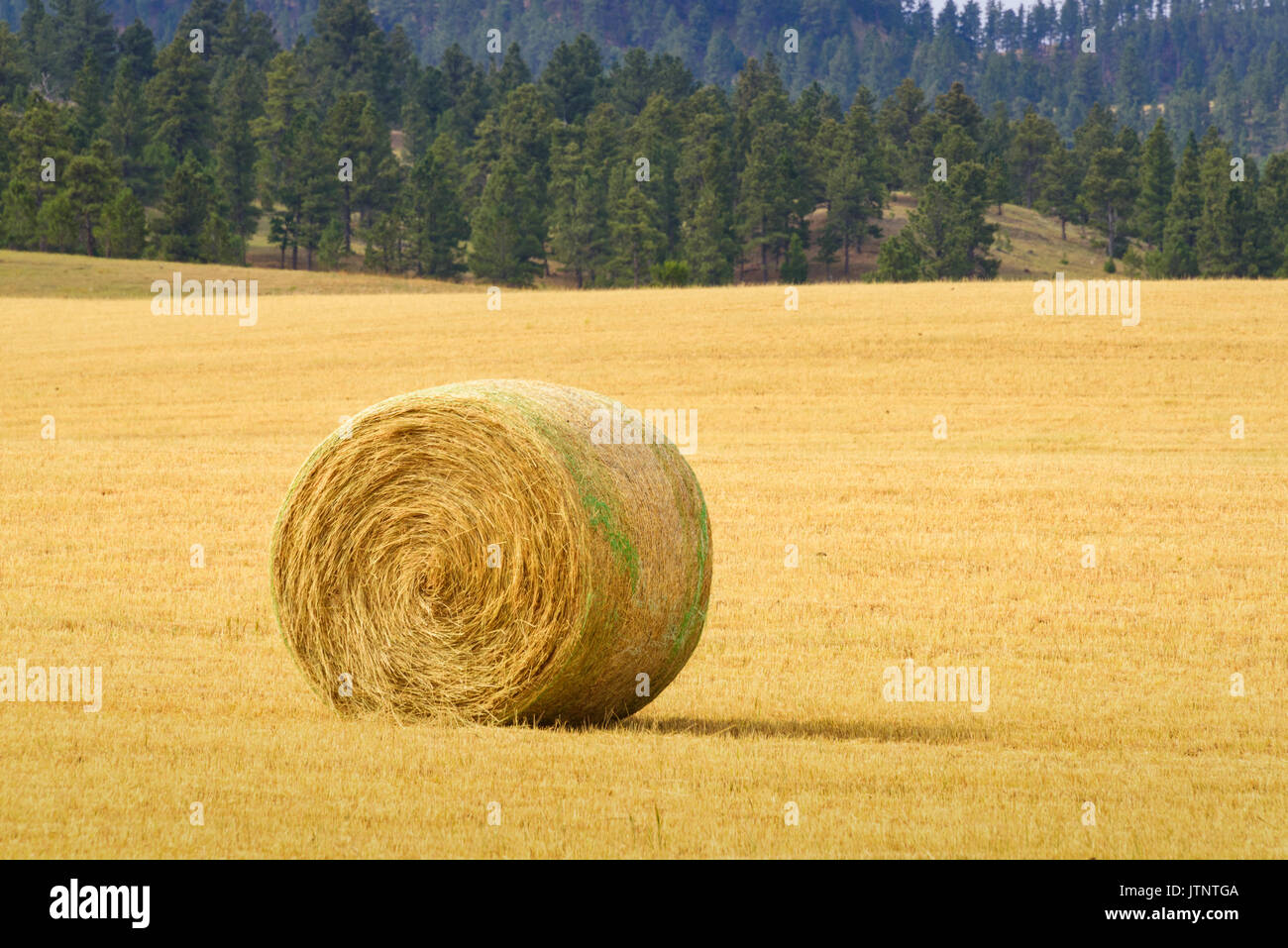 Hay bale in the foreground. Lone bale of hay. USA Stock Photo - Alamy