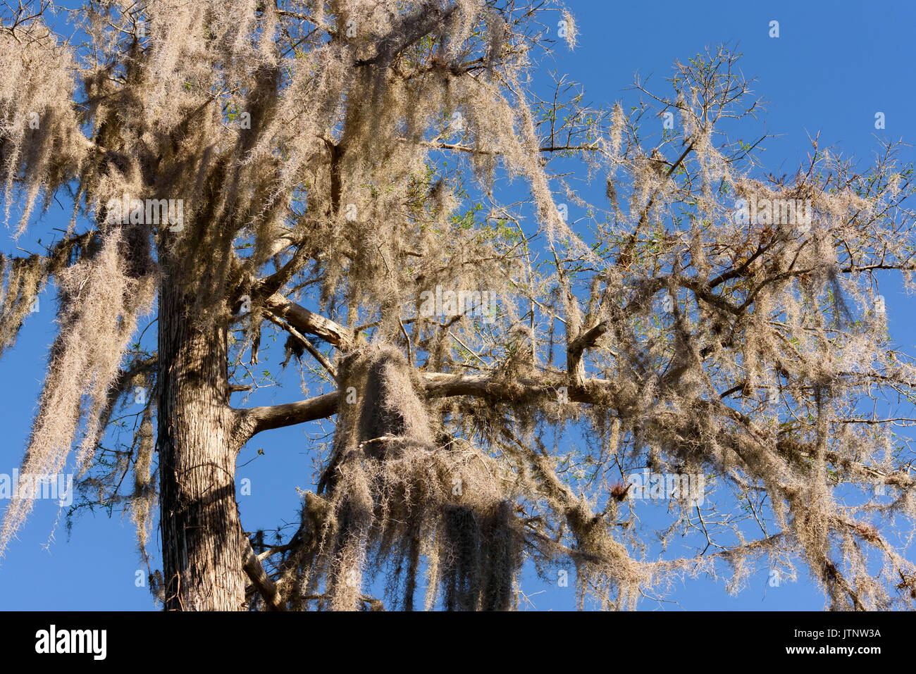 Strand of spanish moss hi-res stock photography and images - Alamy