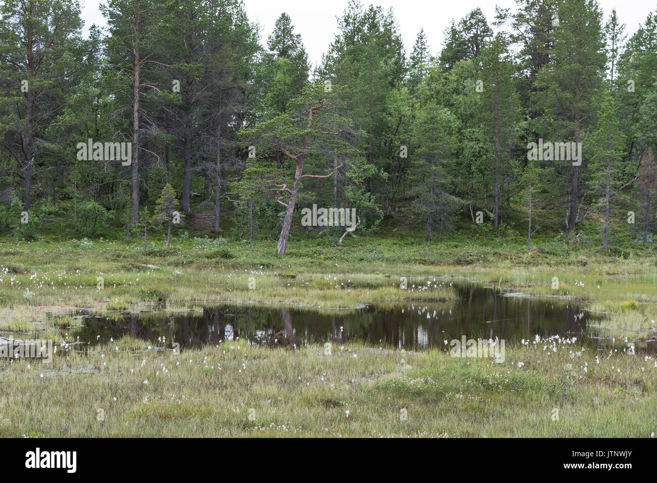 small pond in forest with trees behind Stock Photo - Alamy