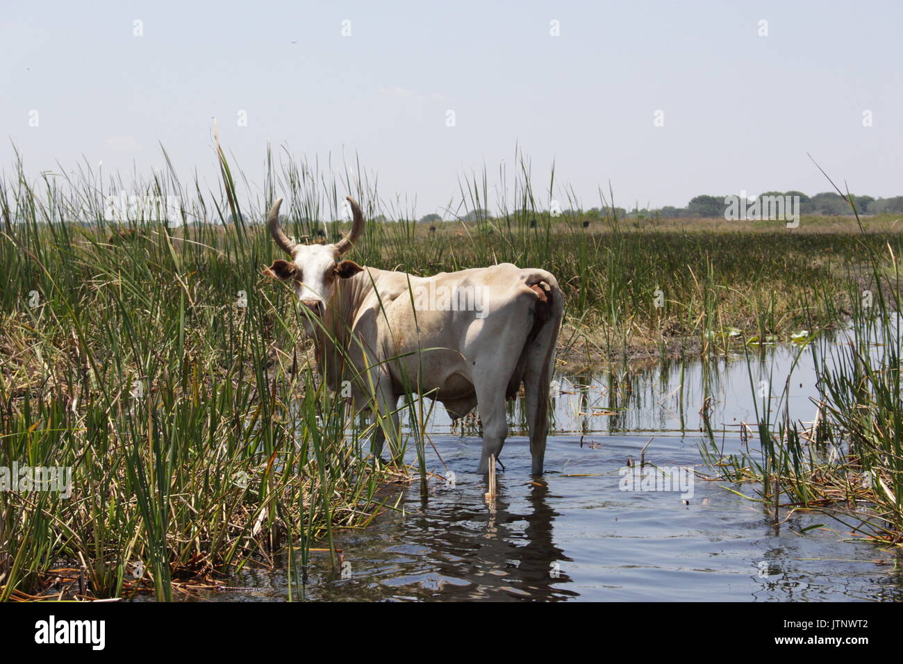 Lily pads swamp florida everglades hi-res stock photography and images ...