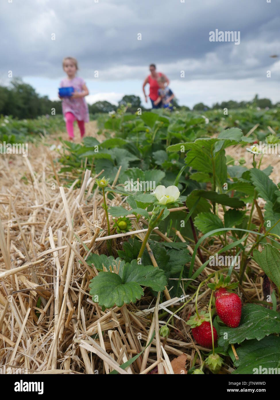 Picking their own fruit hi-res stock photography and images - Alamy